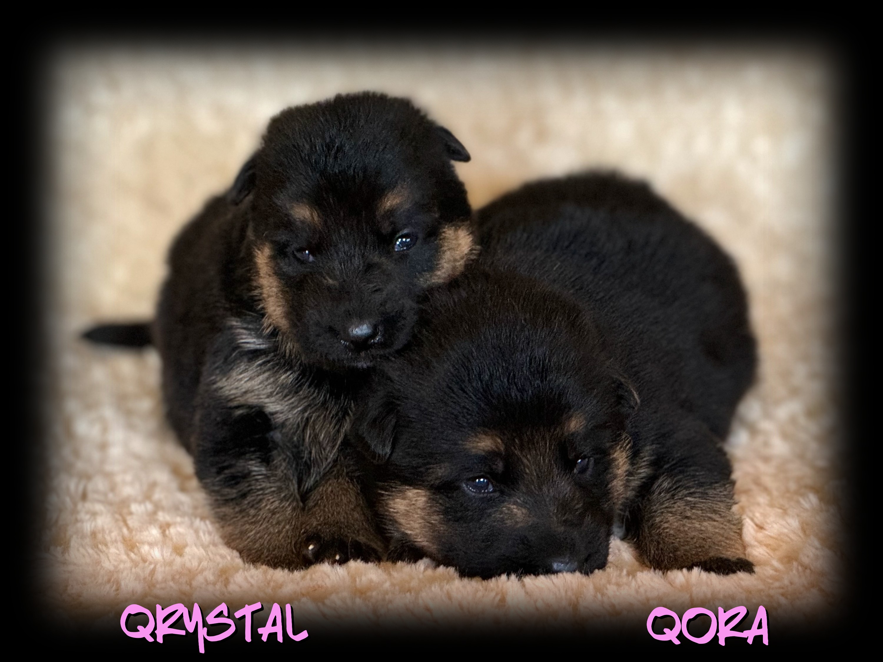 So Cal German Shepherds - Available Puppies