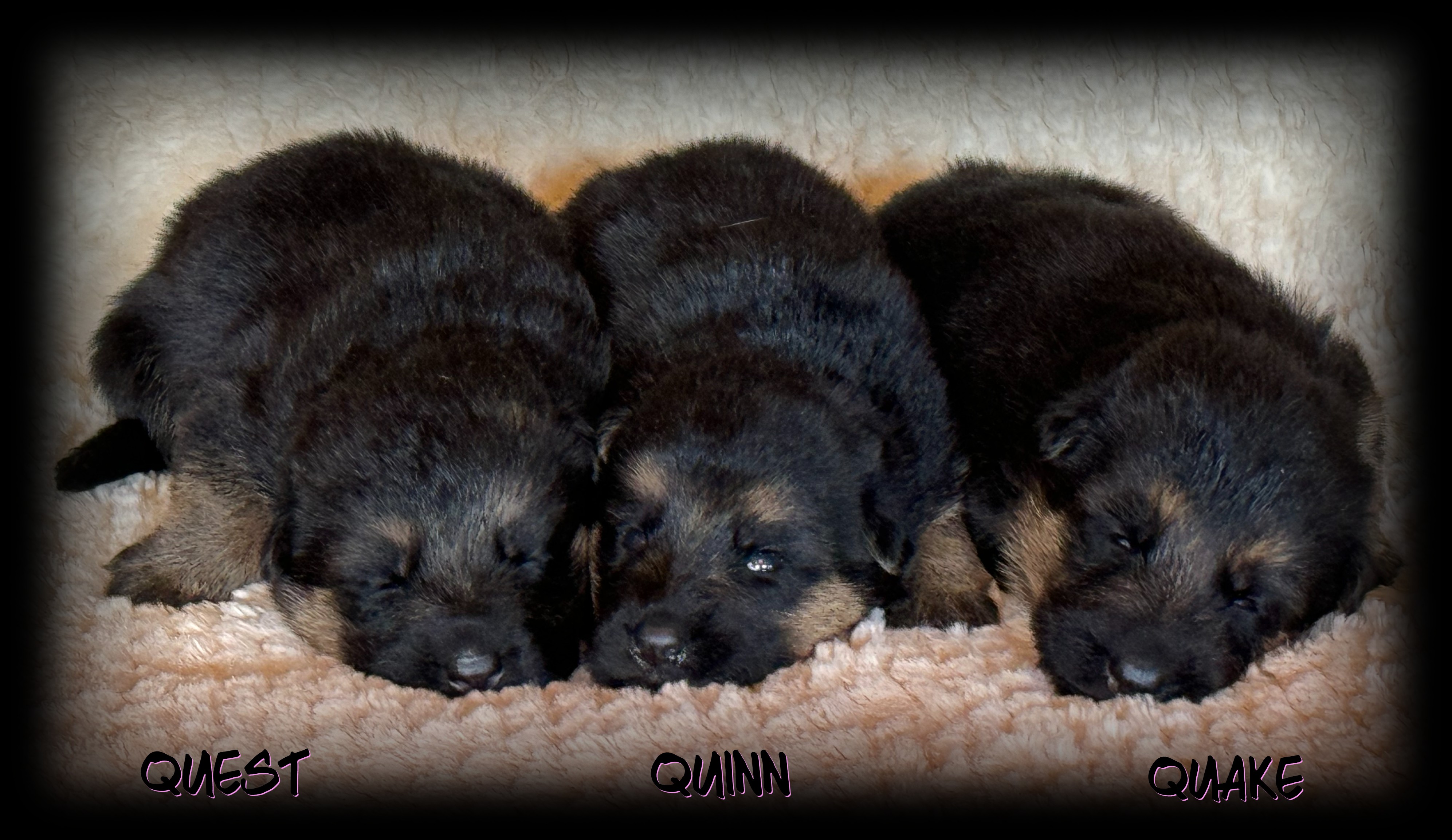 So Cal German Shepherds - Available Puppies