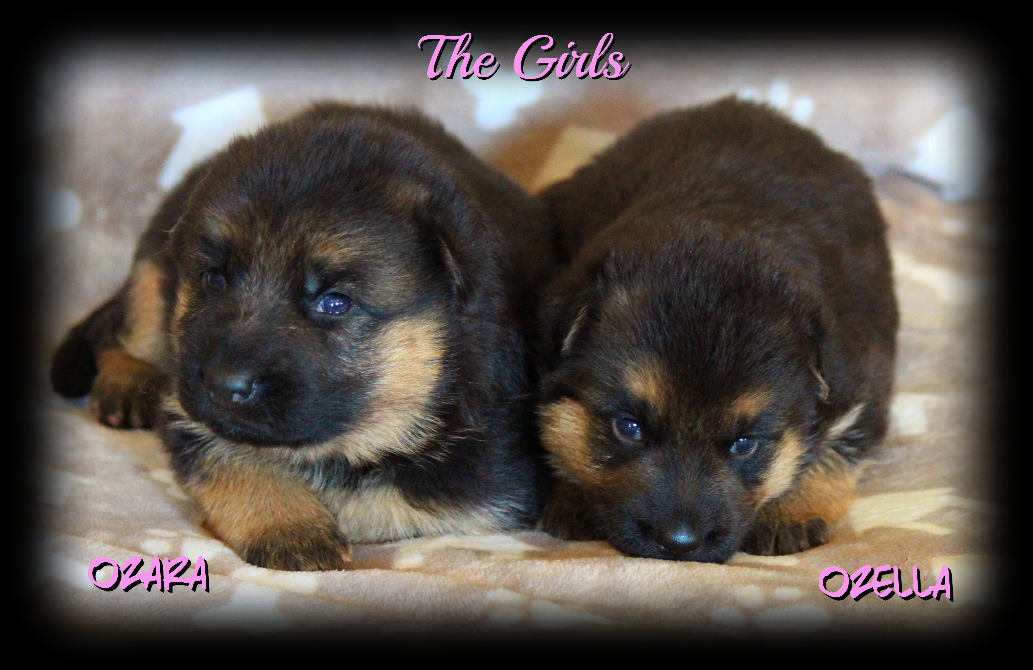 So Cal German Shepherds - Available Puppies