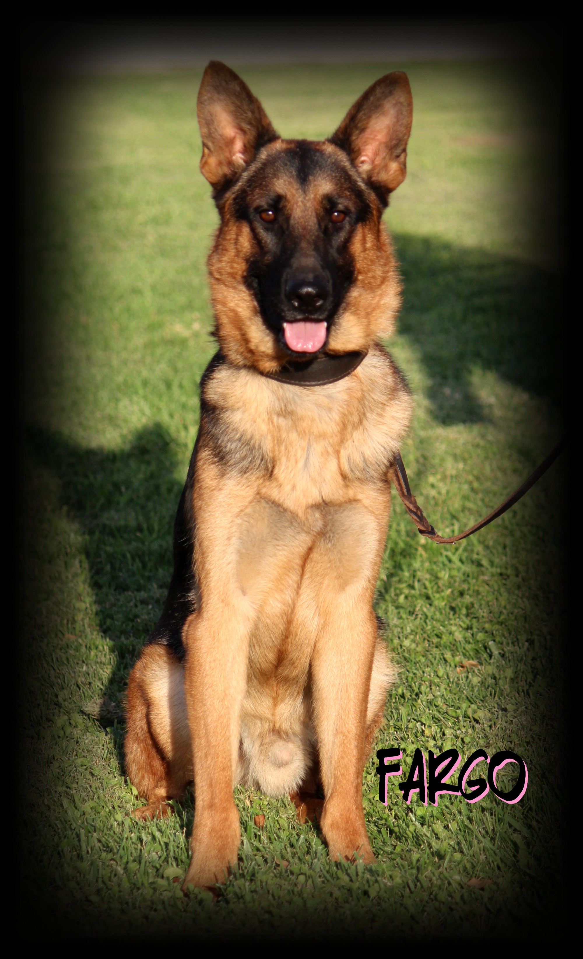 So Cal German Shepherds - Available Puppies