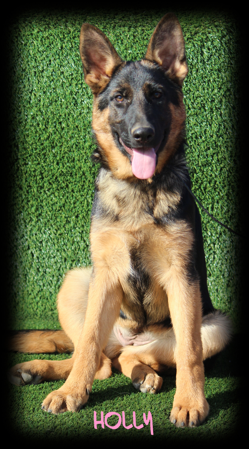 So Cal German Shepherds - Available Puppies