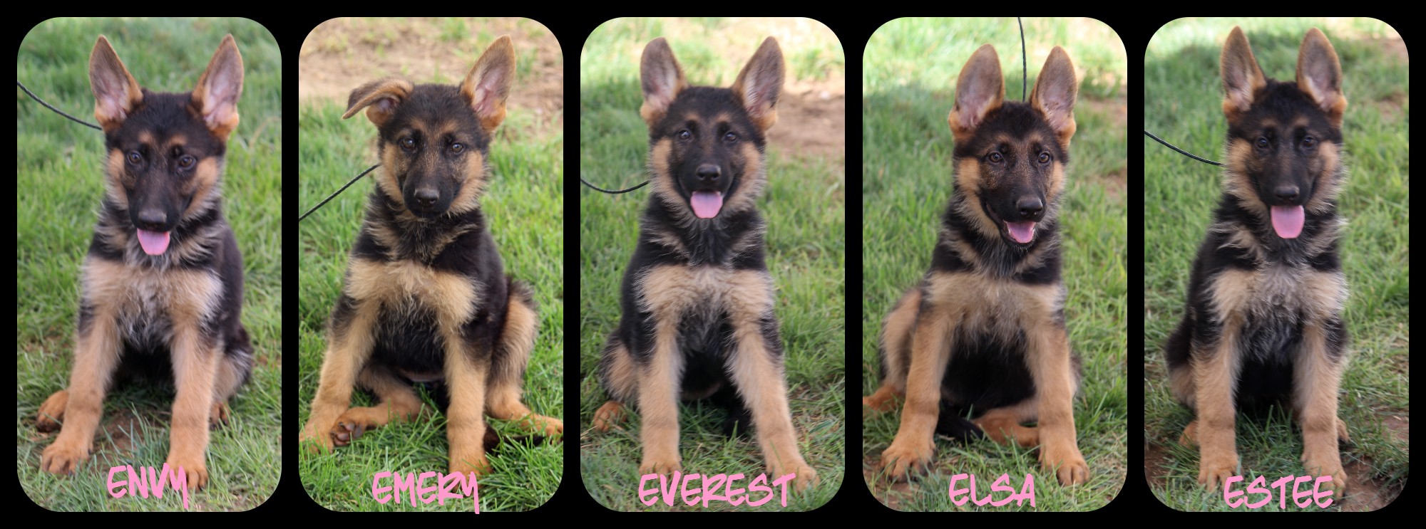 So Cal German Shepherds - Available Puppies
